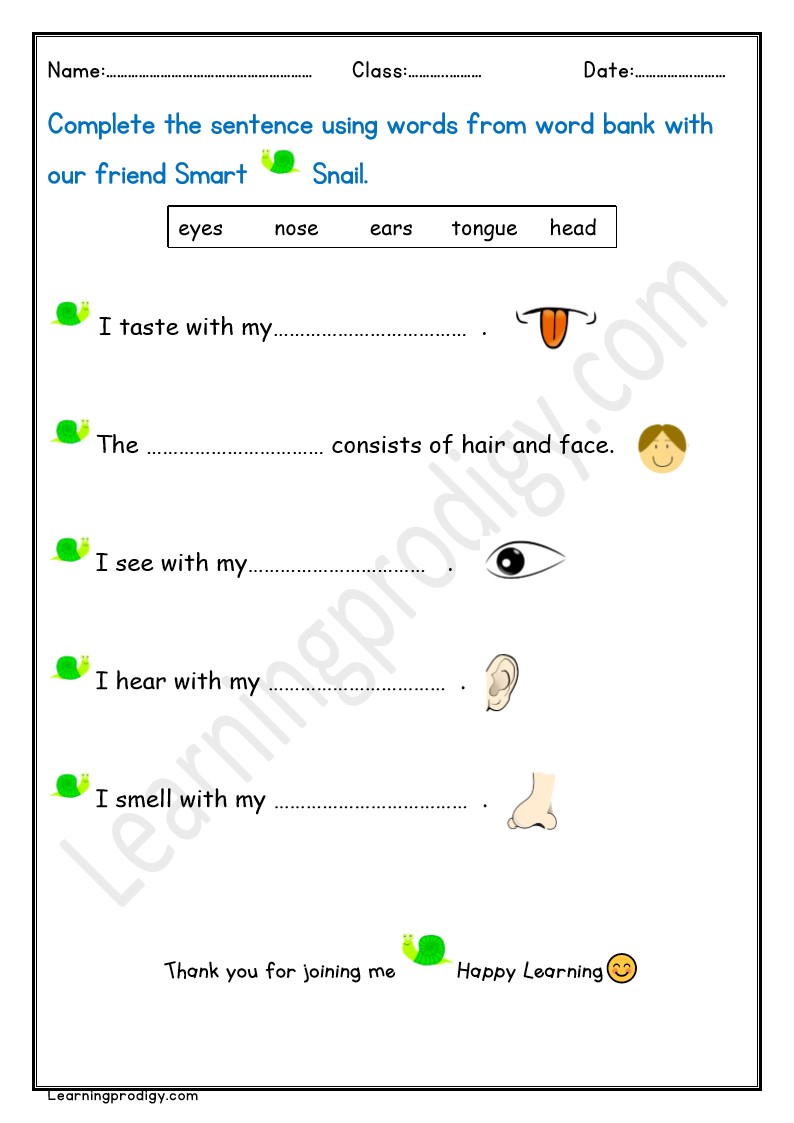 Free Printable Sense Organ Worksheet For Students | Science Sense ...