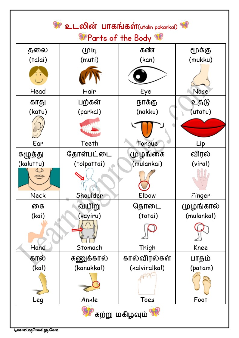 Free Printable Parts Of the Body Name Chart in Tamil|உடல் பாகங்களின் ...